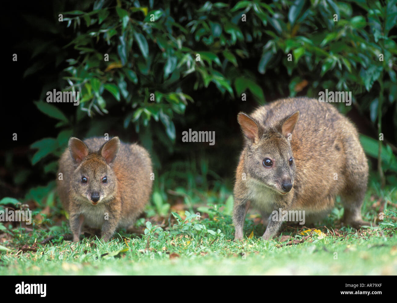 Red-necked Pademelon Thylogale thetis Photographed in Queensland ...