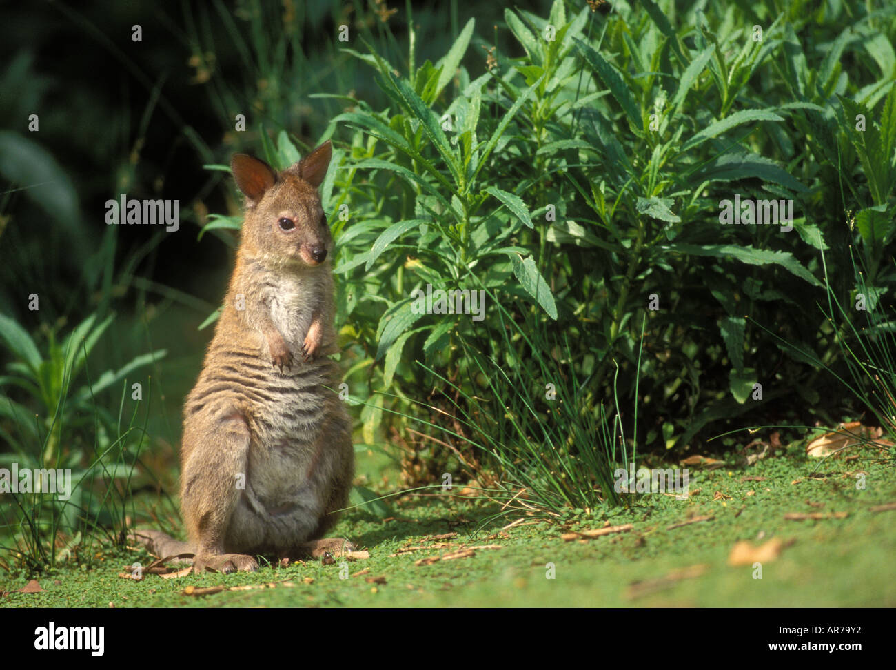 Red-necked Pademelon Thylogale thetis Photographed in Queensland ...