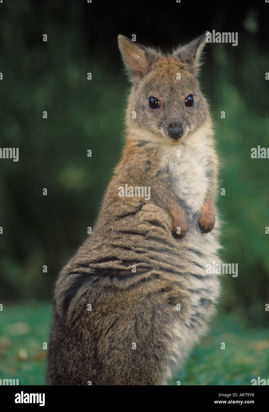Red-necked Pademelon Thylogale thetis Photographed in Queensland ...