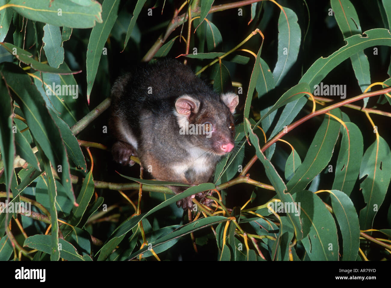 Common Ringtail Possum Pseudocheirus peregrinus Photographed in ...