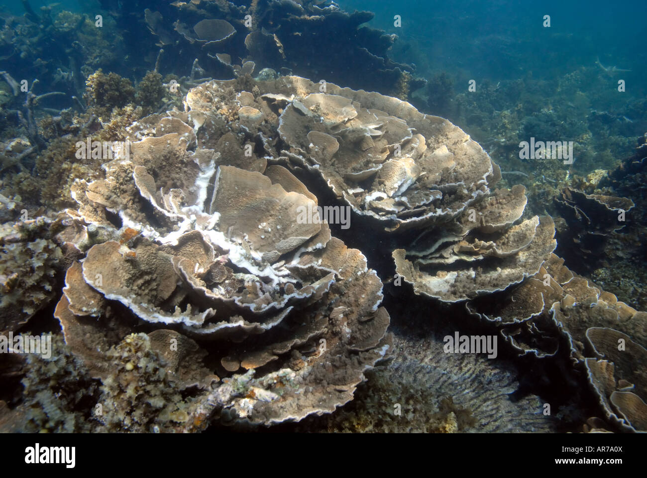 Foliose coral hi-res stock photography and images - Alamy