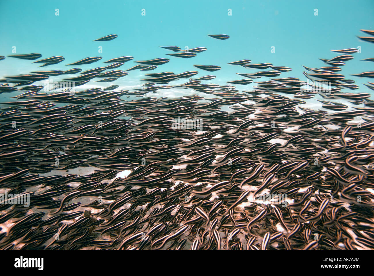Juvenile catfish hi-res stock photography and images - Alamy