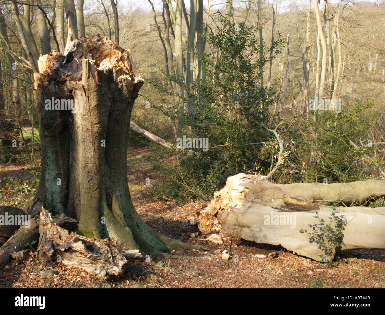 ancient tree winter trunks woodland epping forest Stock Photo - Alamy
