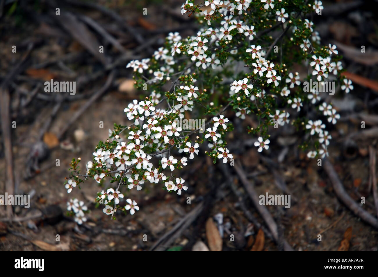 Tea tree (Leptospermum incarnum), southwest Western Australia Stock ...