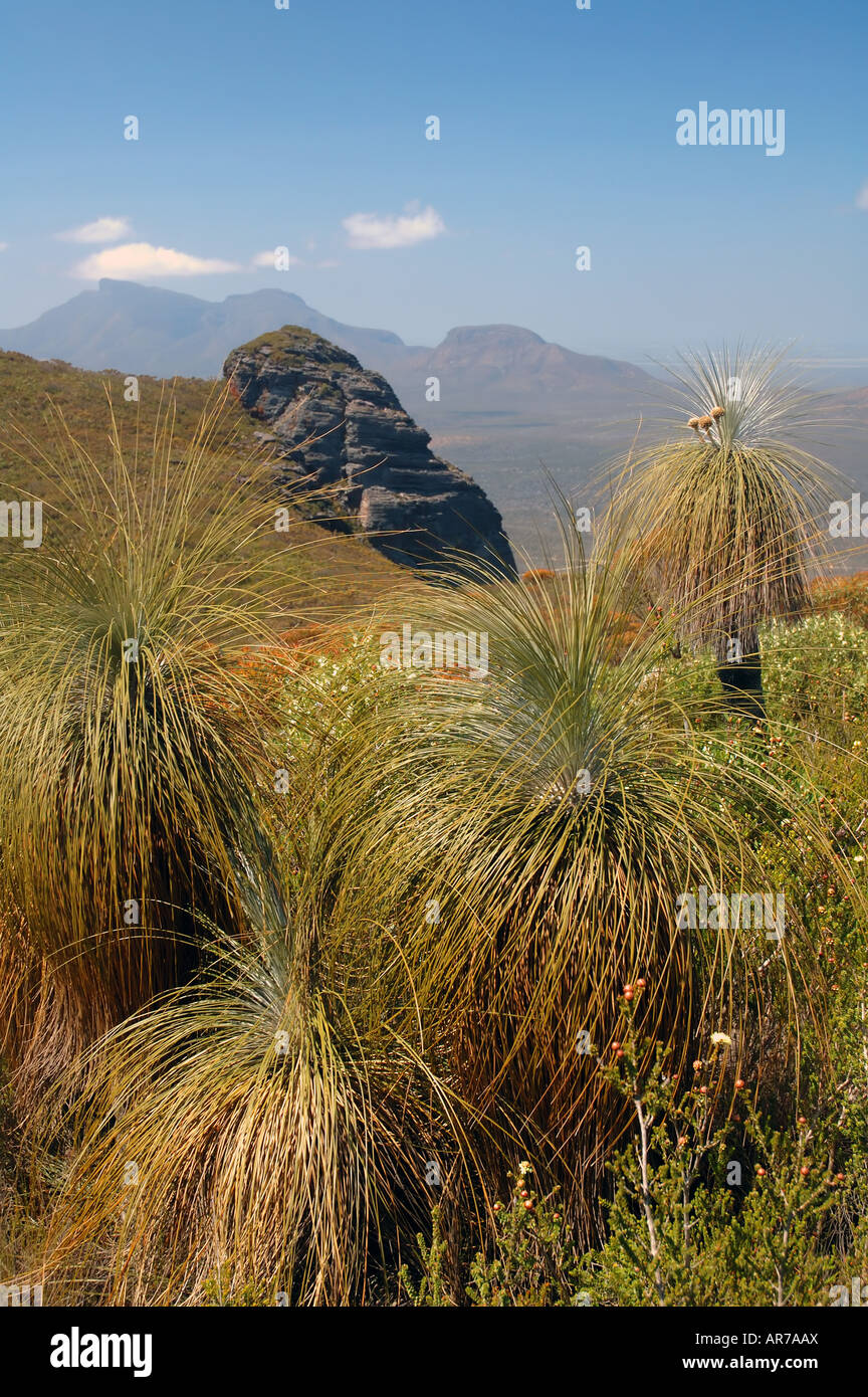 Grass trees Kingia australis on the summit of Mt Trio Stirling Range ...