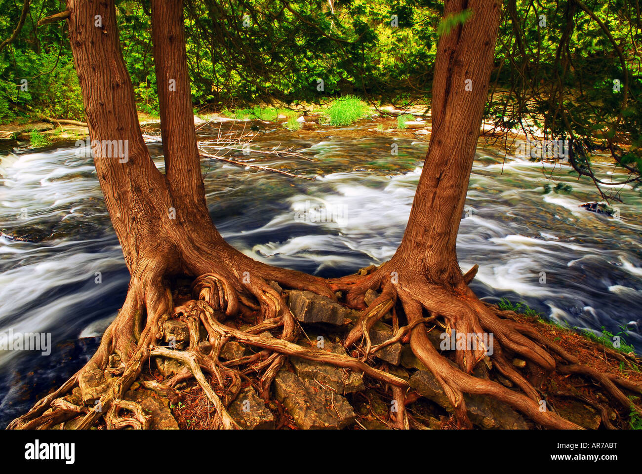 River flowing among green trees in a forest two trees with visible ...