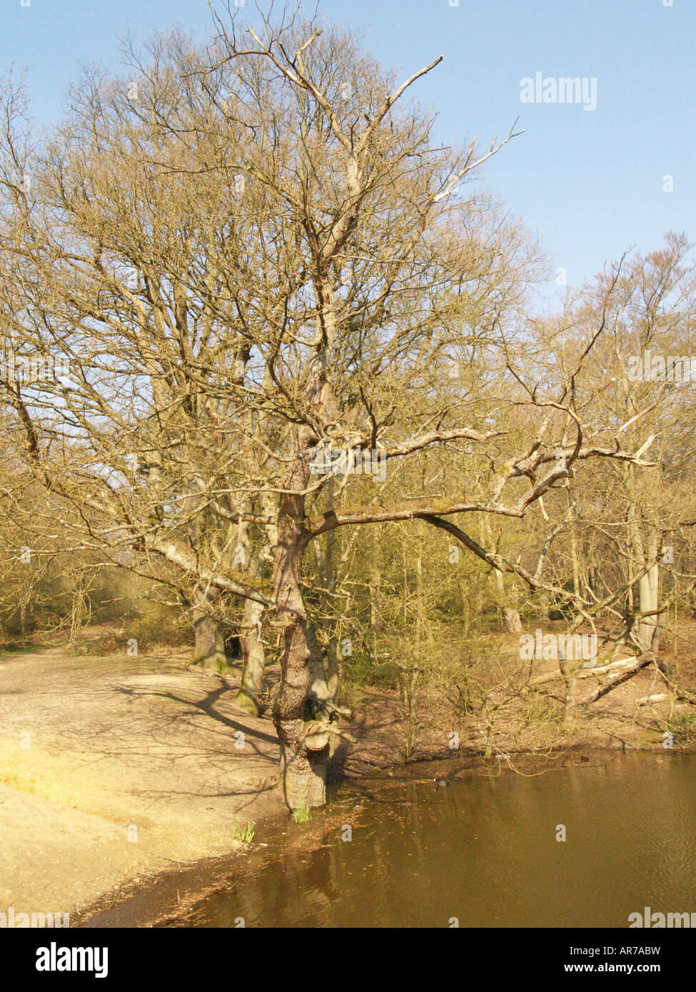 ancient tree winter lake woodland epping forest Stock Photo - Alamy
