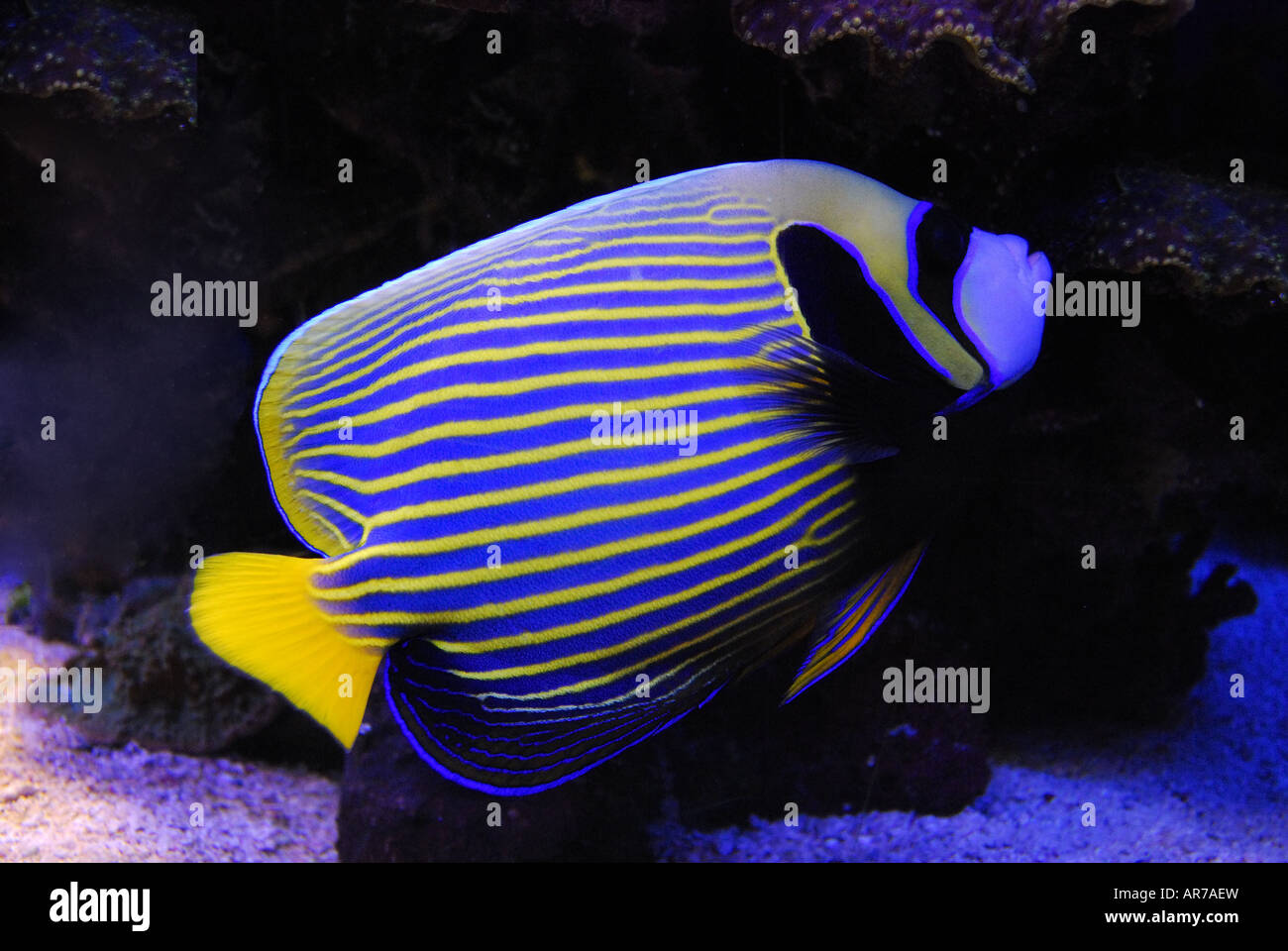 Tropical Emperor Angelfish, Coral World Underwater Observatory and ...