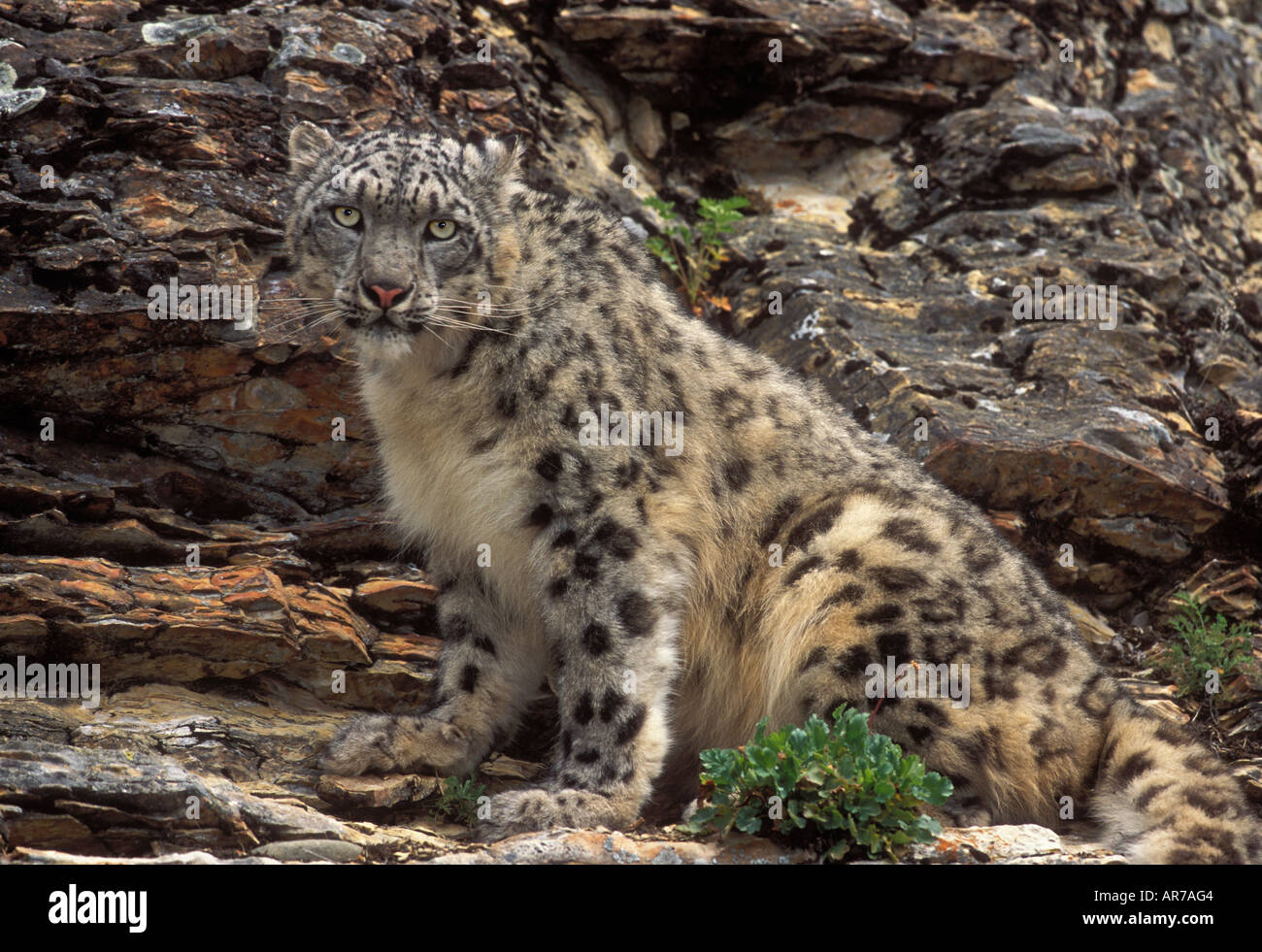 Snow Leopard Panthera uncia Stock Photo - Alamy