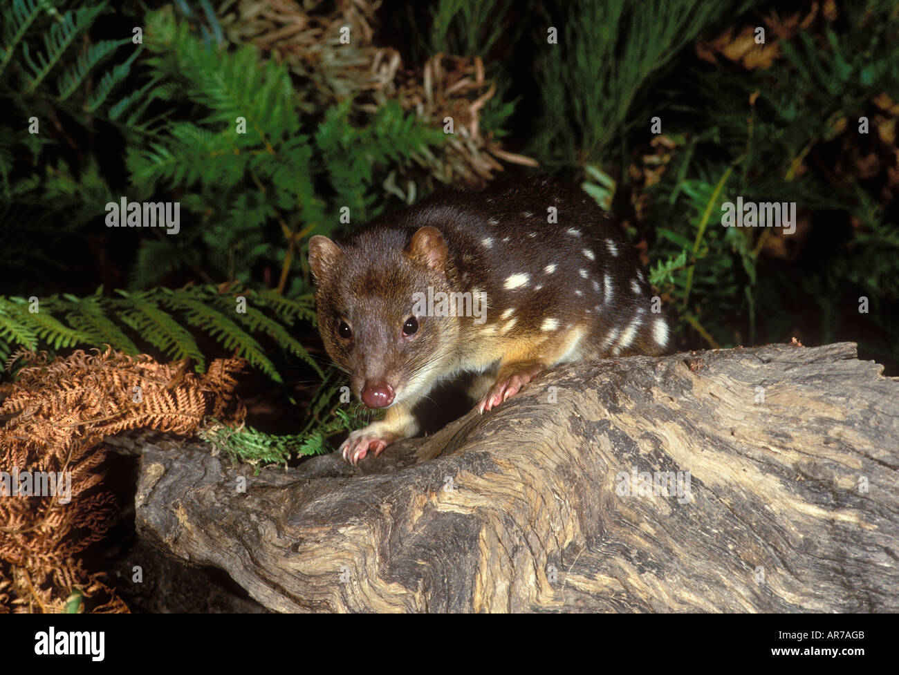Spotted tailed Quoll Dasyurus maculatus Photographed in Tasmania ...
