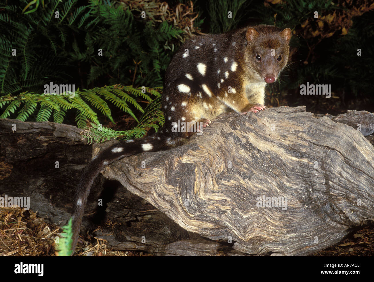 Spotted tailed Quoll Dasyurus maculatus Photographed in Tasmania ...
