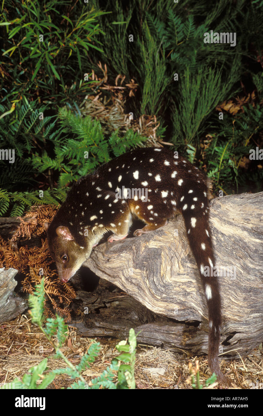 Spotted tailed Quoll Dasyurus maculatus Photographed in Tasmania ...