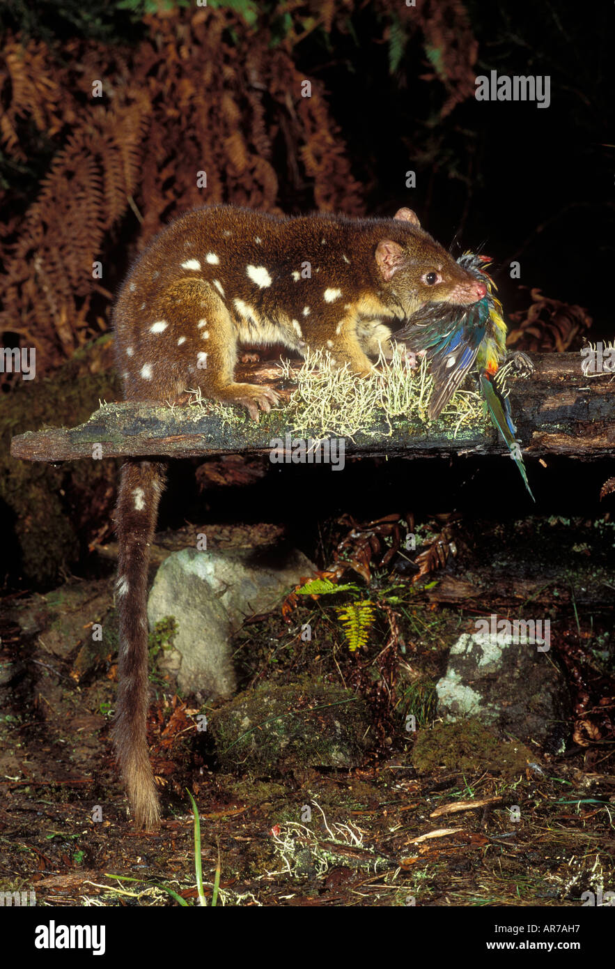Spotted tailed Quoll Dasyurus maculatus Eating Green Rosella ...
