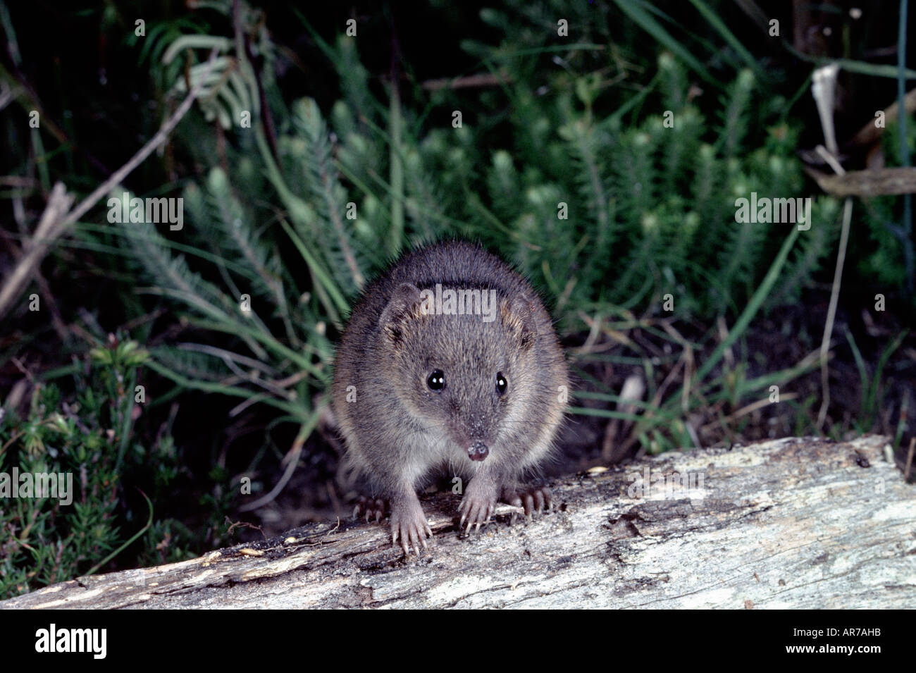Swamp Antechinus Antechinus minimus Photographed in Tasmania Australia ...