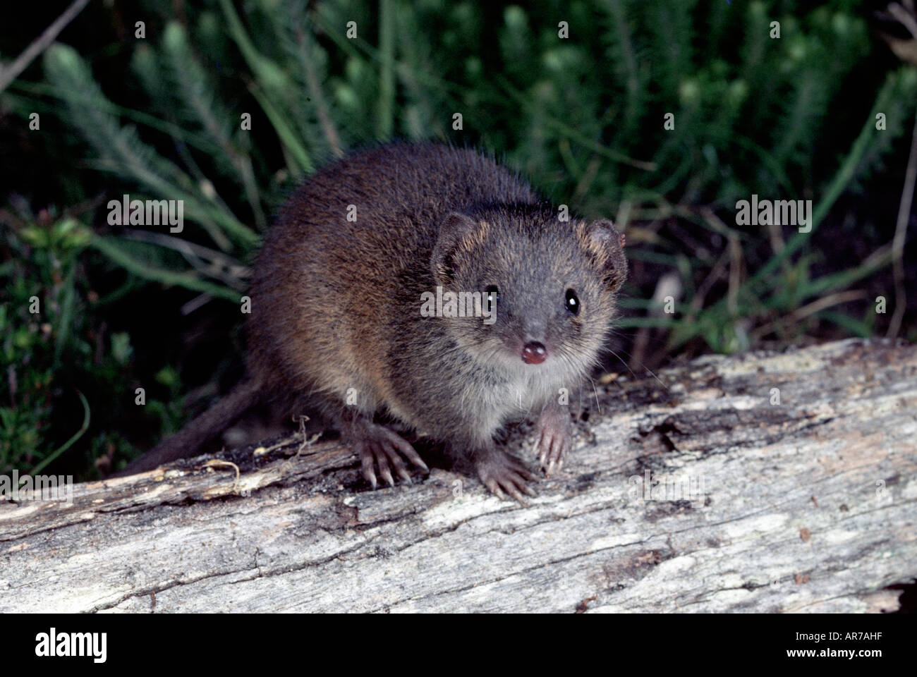 Swamp Antechinus Antechinus minimus Photographed in Tasmania Australia ...