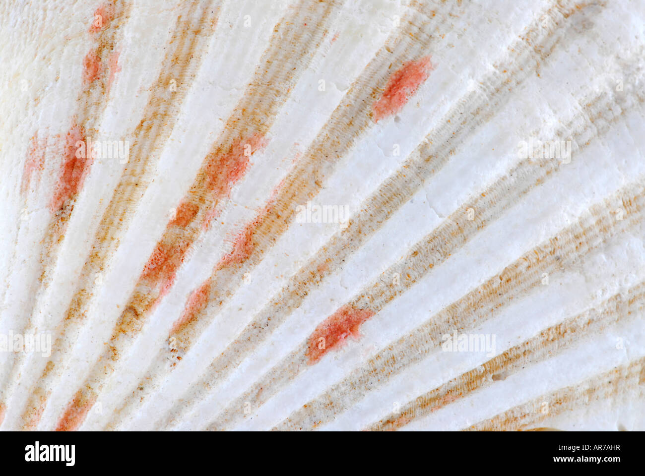 Background of a seashell surface extreme macro image Stock Photo - Alamy