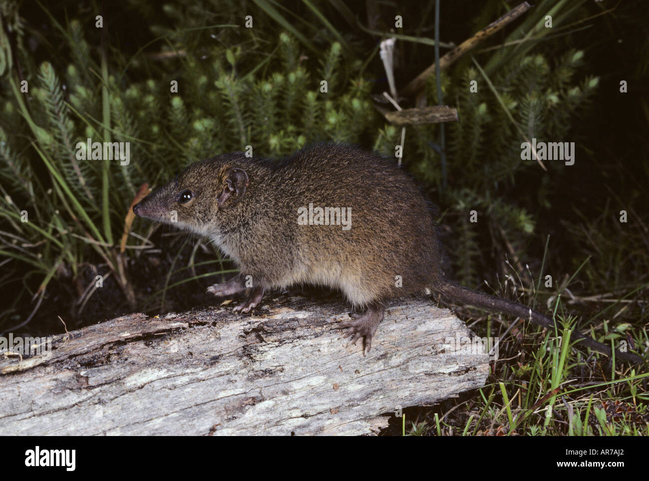 Swamp Antechinus Antechinus minimus Photographed in Tasmania Australia ...