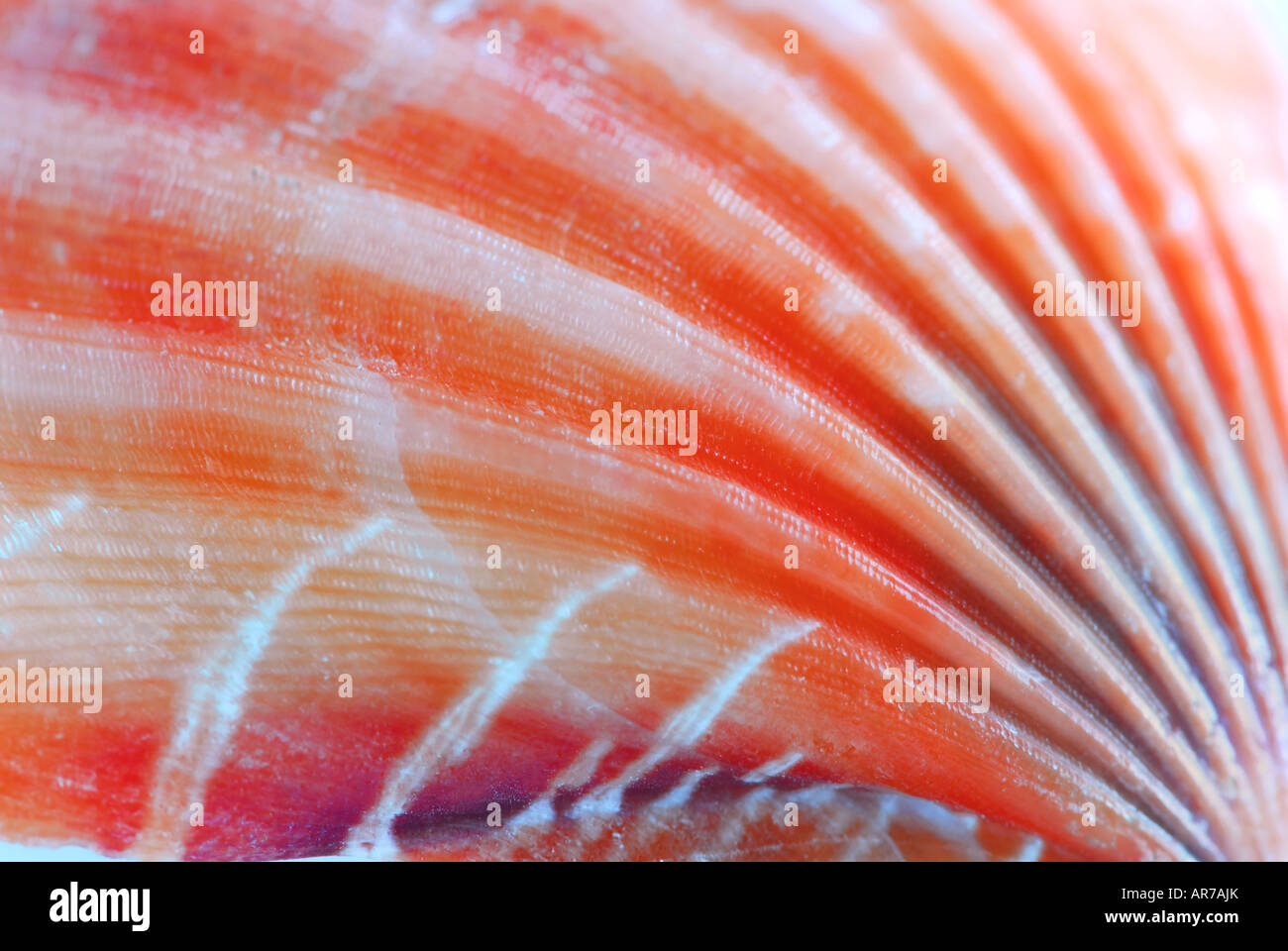 Background of a seashell surface extreme macro image Stock Photo - Alamy