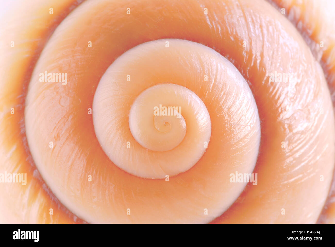 Background of a seashell surface extreme macro image Stock Photo - Alamy