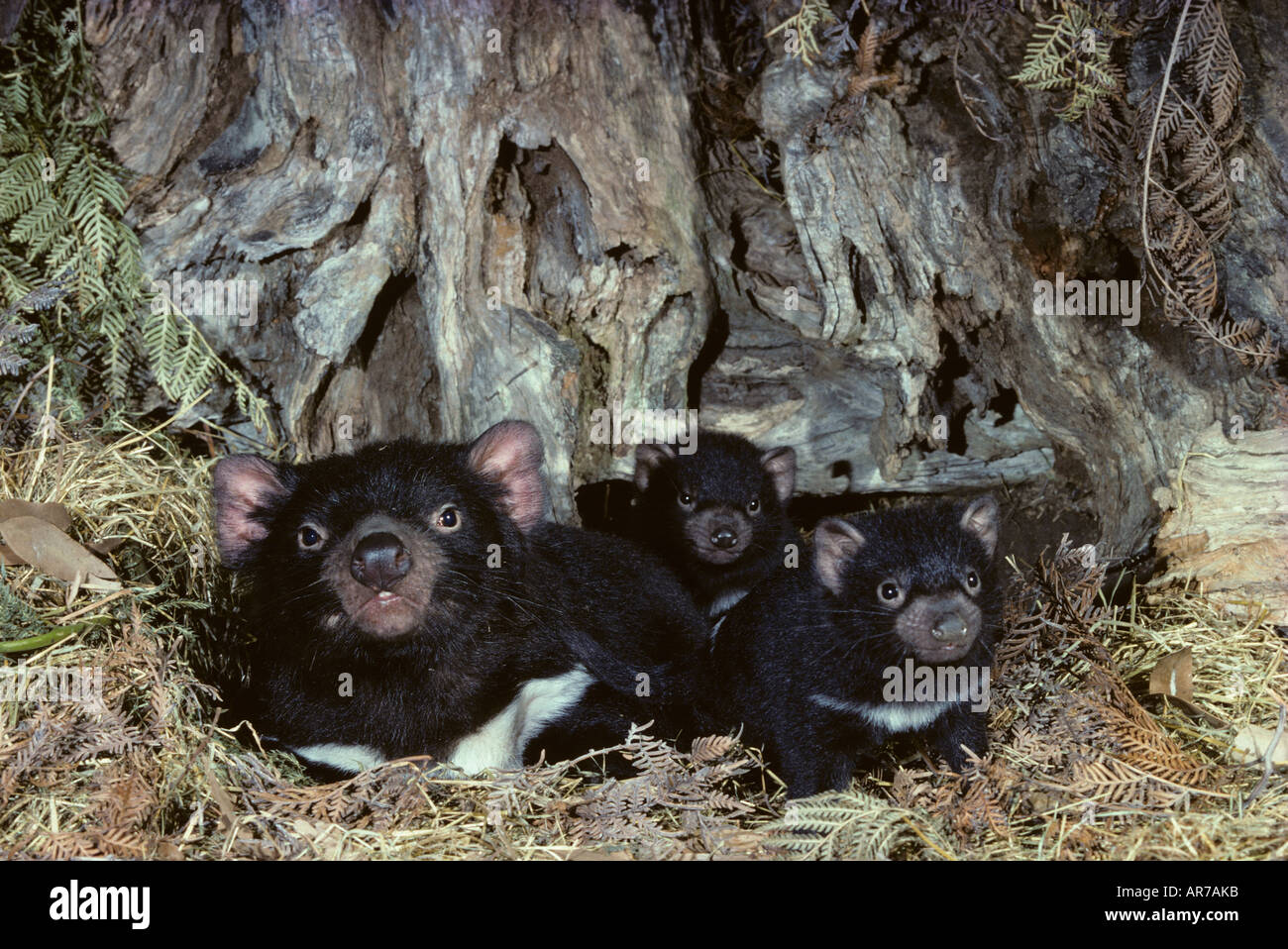 Female tasmanian devil hi-res stock photography and images - Alamy