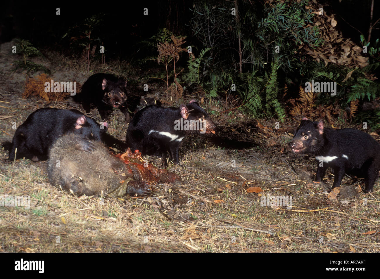 Tasmanian Devil Sarcophilus harrisii Feeding on Common Wombat carcass ...