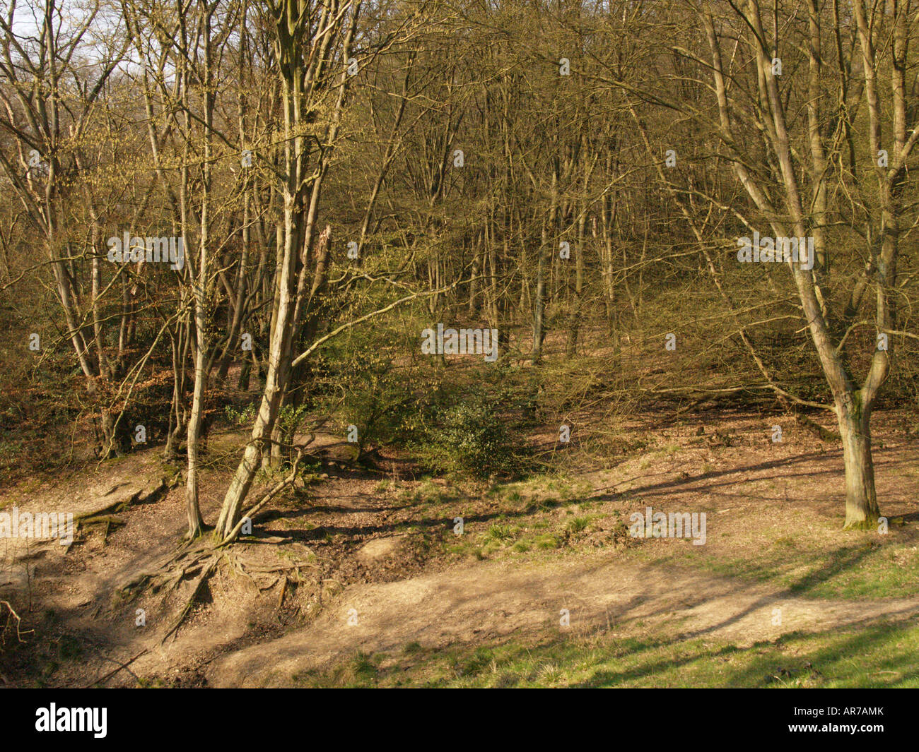 ancient tree winter trunks woodland epping forest Stock Photo - Alamy