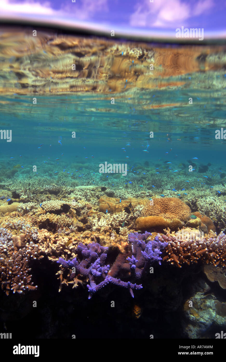 Coral reef reflected underneath the sea's surface on a calm day at ...