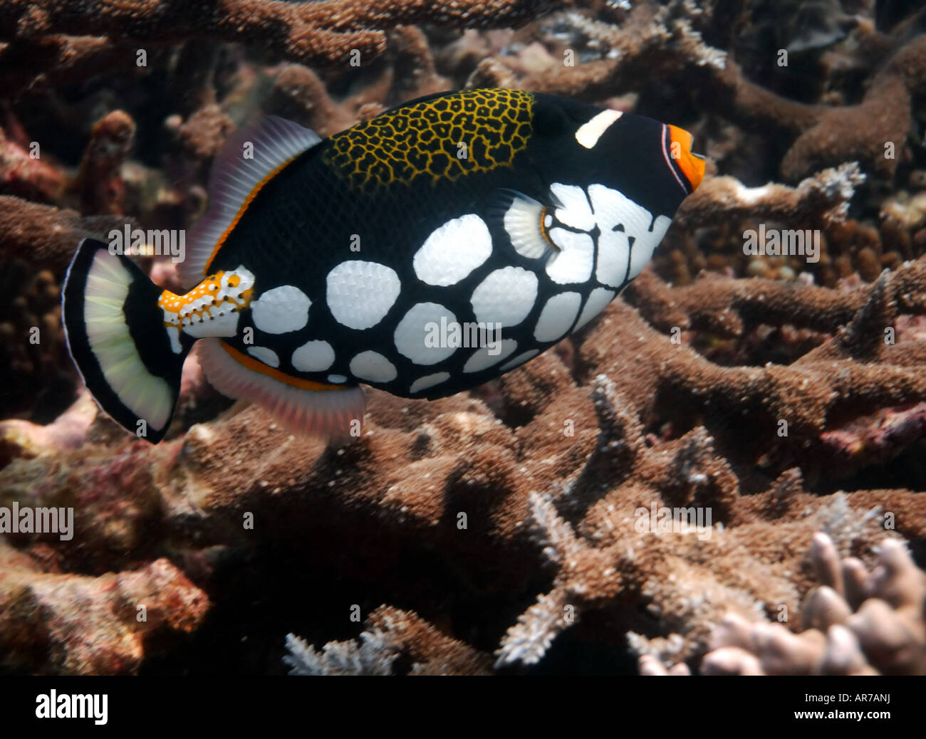 Clown triggerfish (Balistoides conspicillum) at Imperieuse Reef Rowley ...