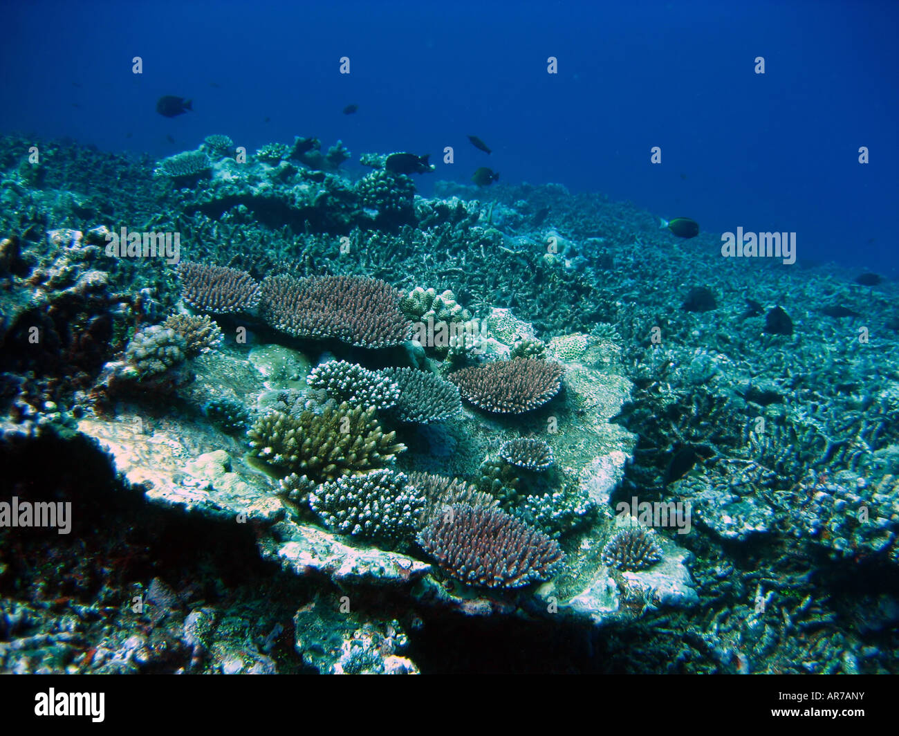 Coral reef destroyed by cyclone beginning to regenerate through new ...