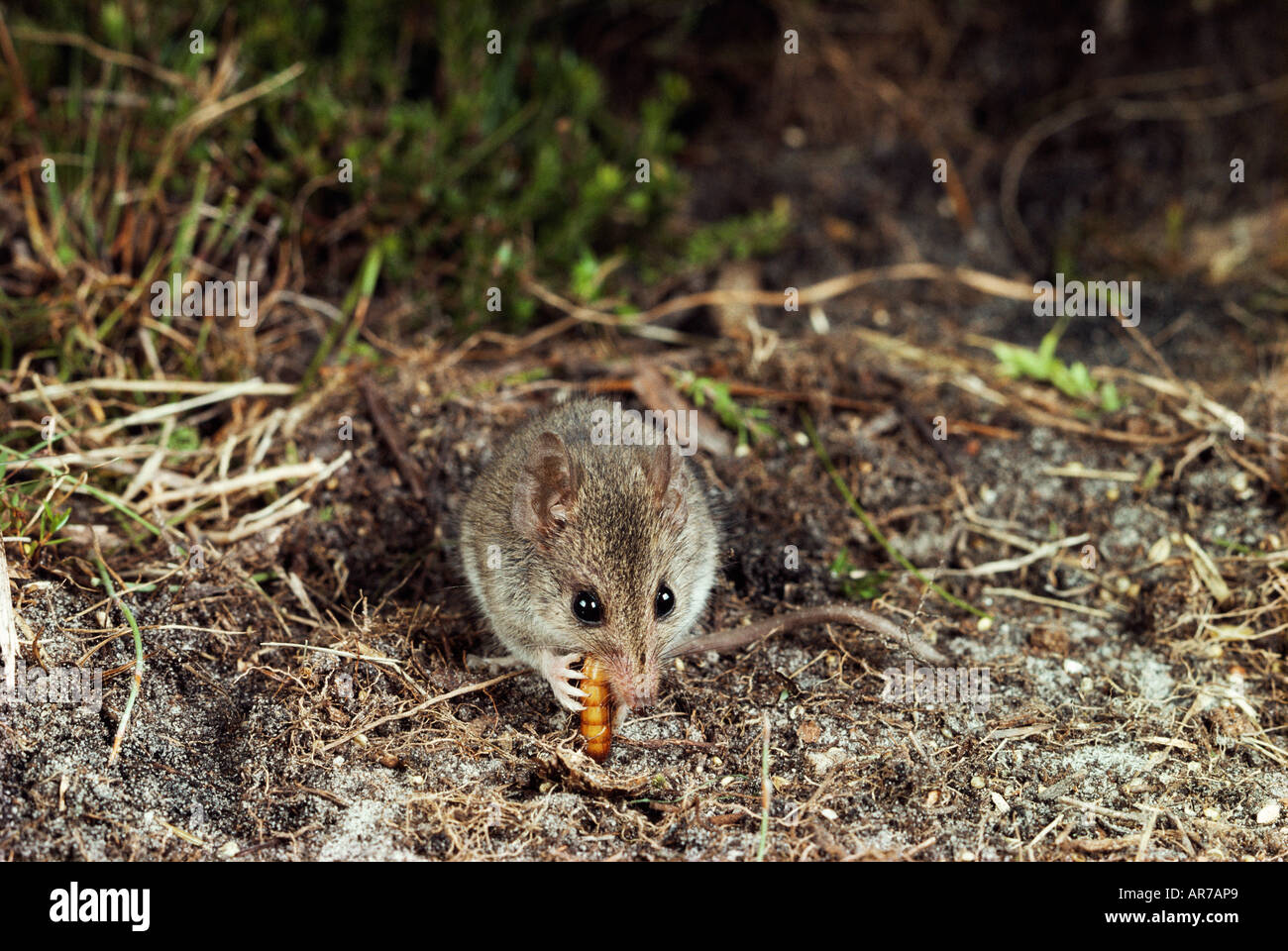 Sminthopsis hi-res stock photography and images - Alamy