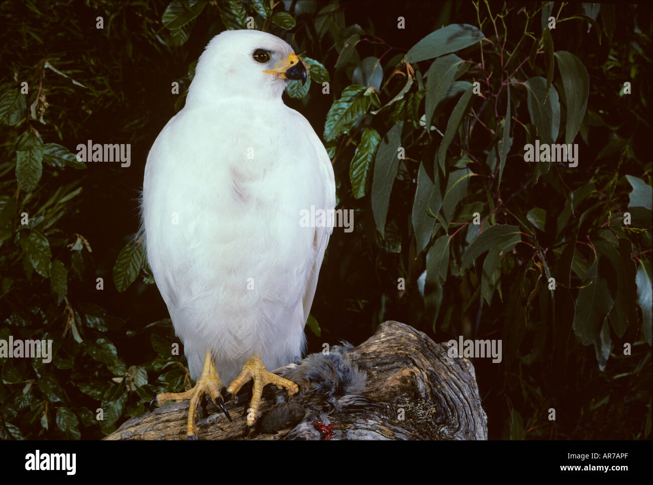 Australian goshawk hi-res stock photography and images - Alamy