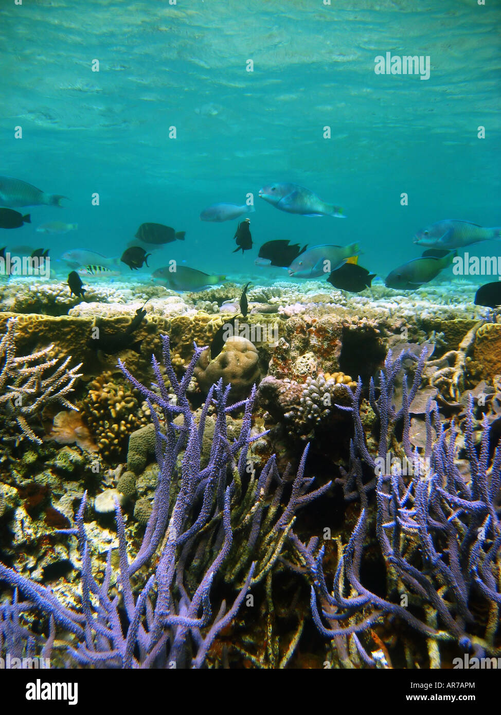 Parrotfish and other fish on reef flat in lagoon of Imperieuse Reef ...