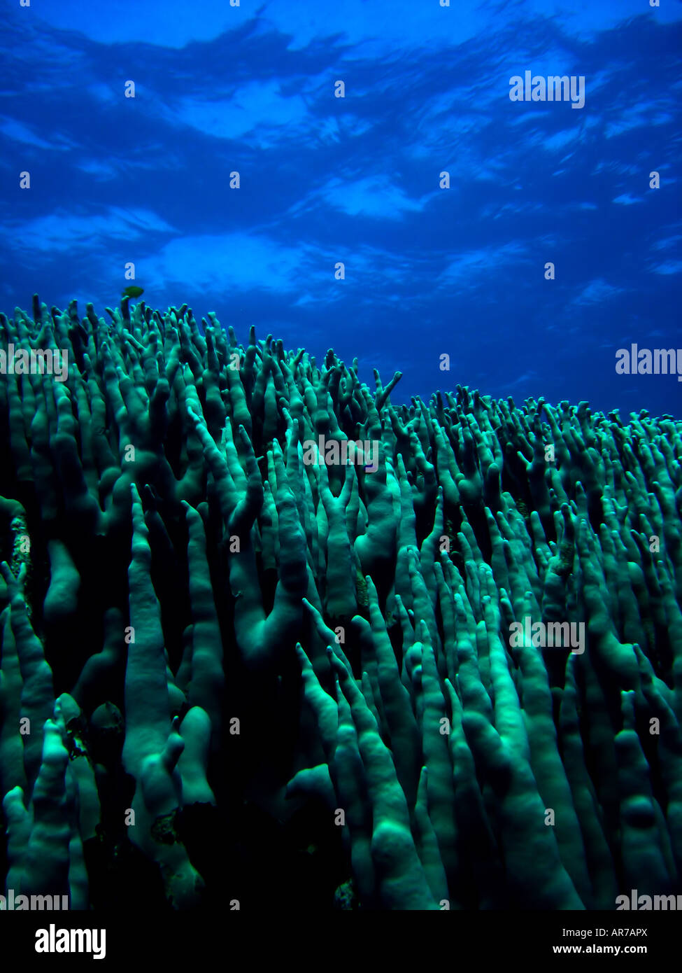 Porites cylindrica hi-res stock photography and images - Alamy
