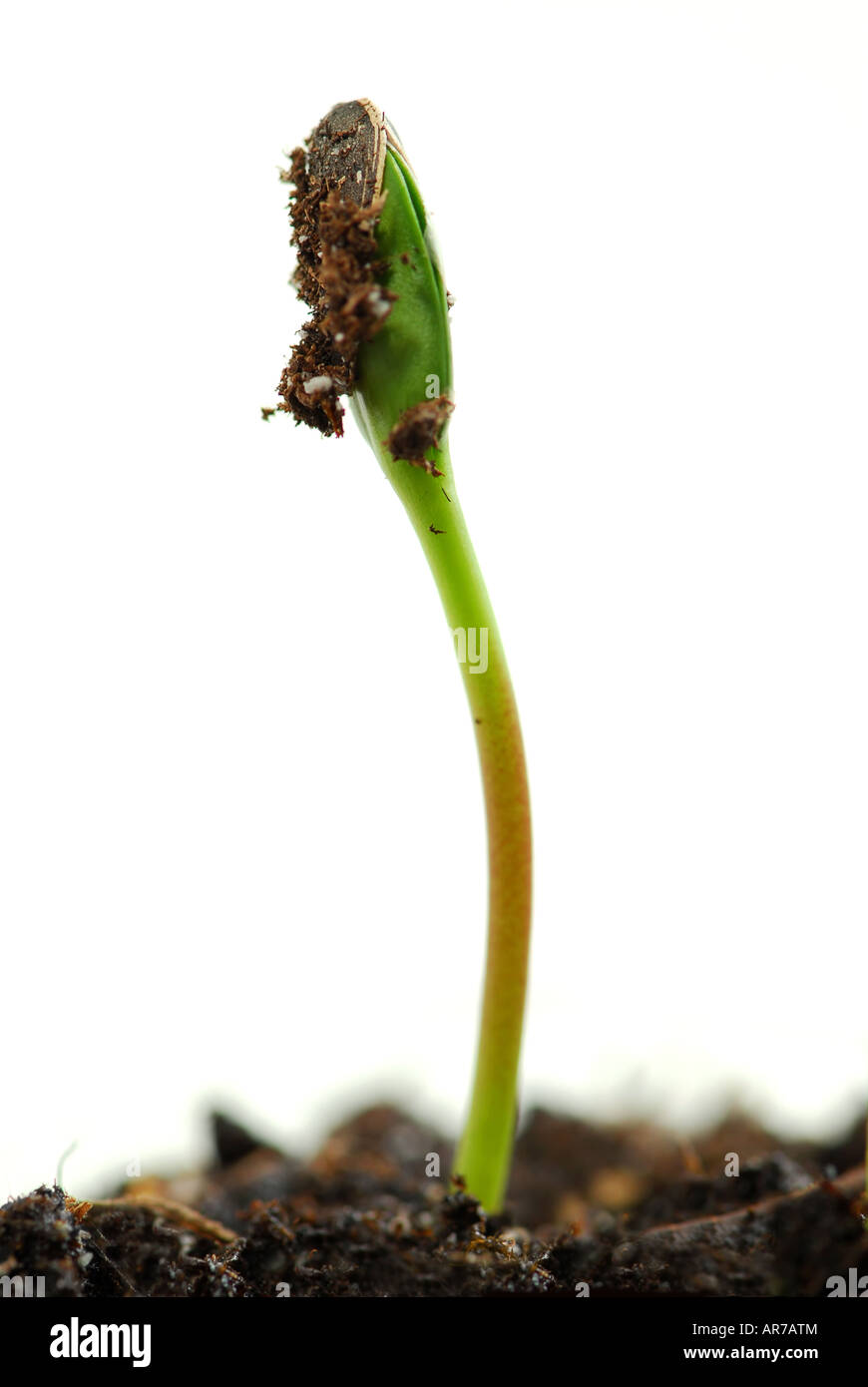Single green plant sprout isolated on white background Stock Photo - Alamy
