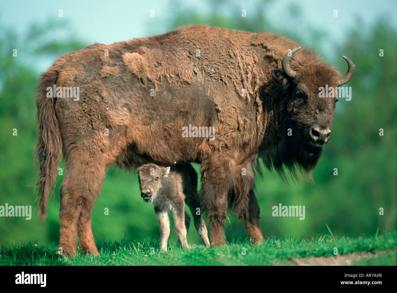 European Bison, Wisent, Bison Bonasus, North Europe, Scandinavia Stock ...