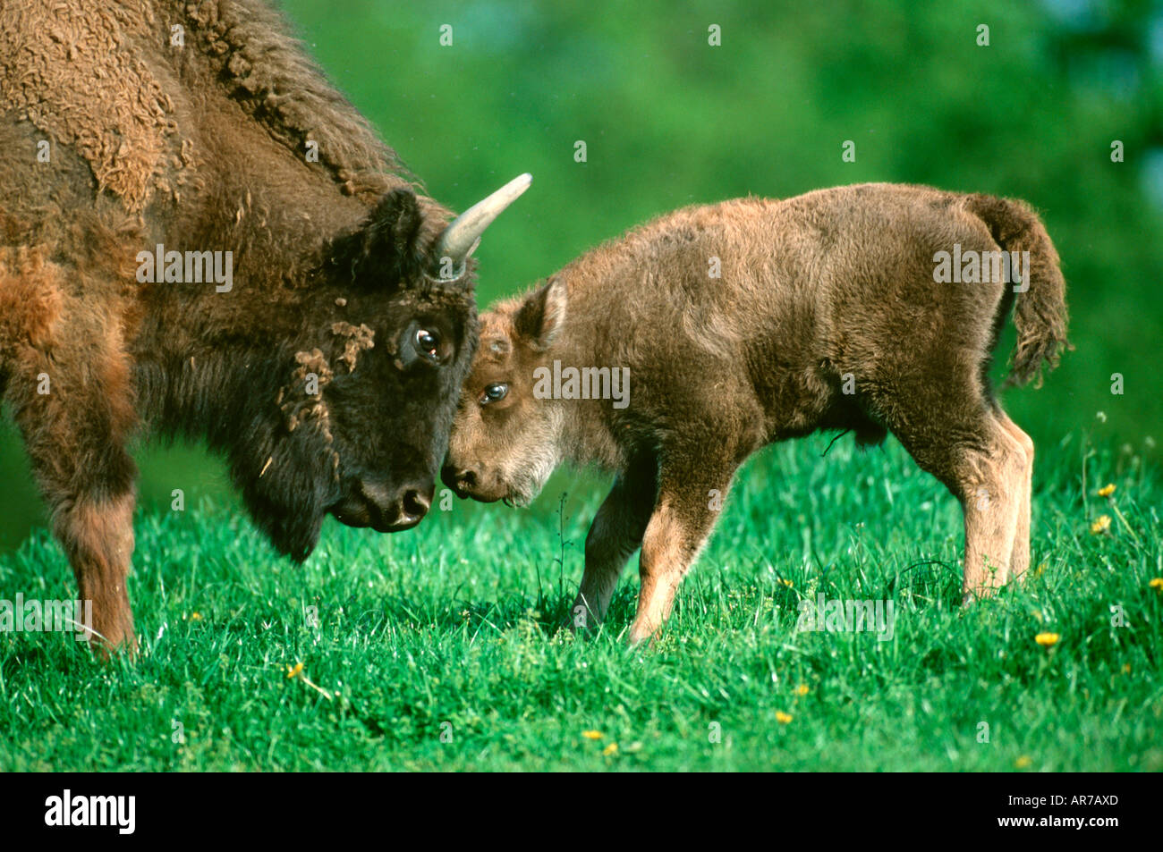 European Bison, Wisent, Bison Bonasus, North Europe, Scandinavia, Calf ...