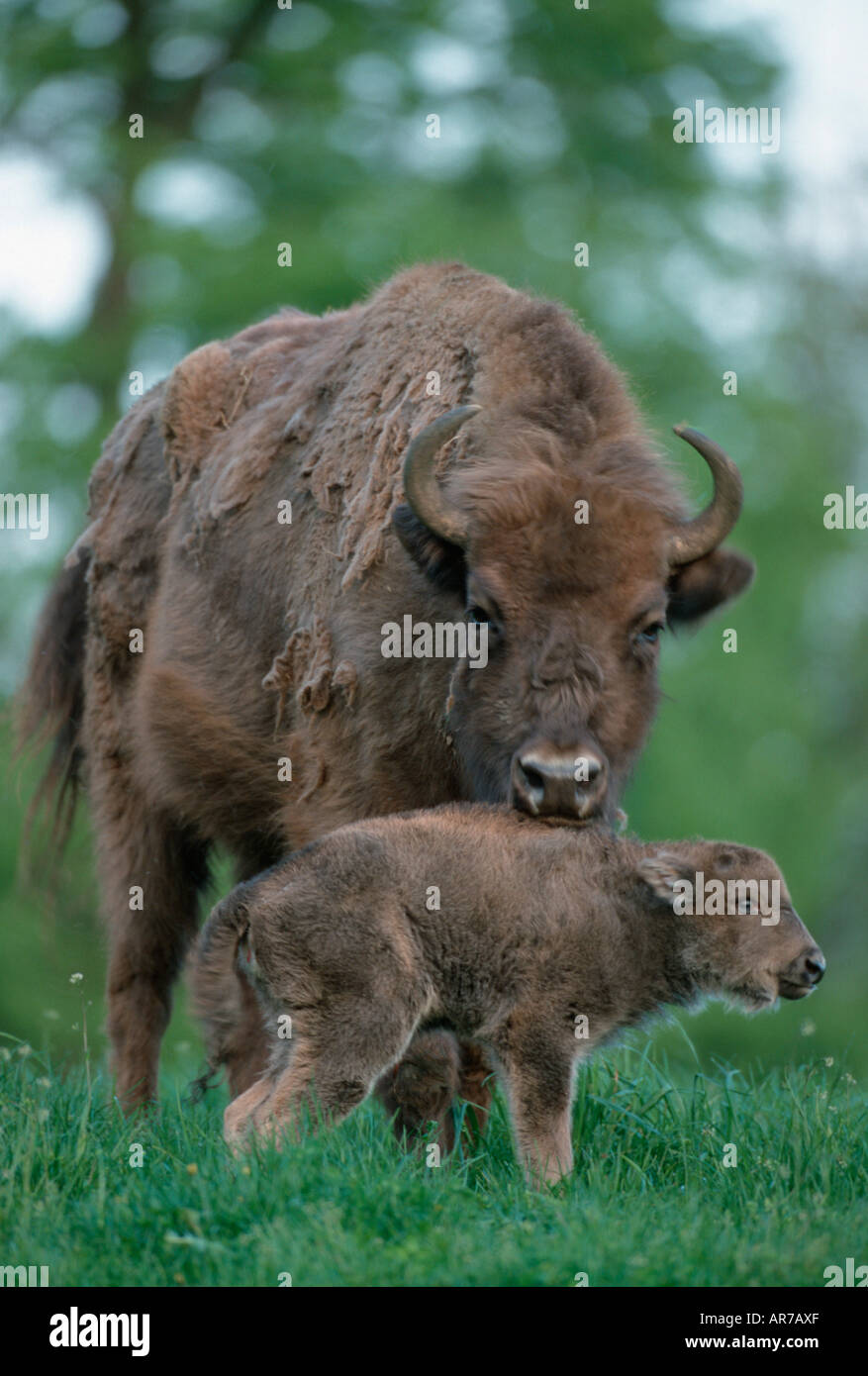 European Bison, Wisent, Bison Bonasus, North Europe, Scandinavia Stock ...