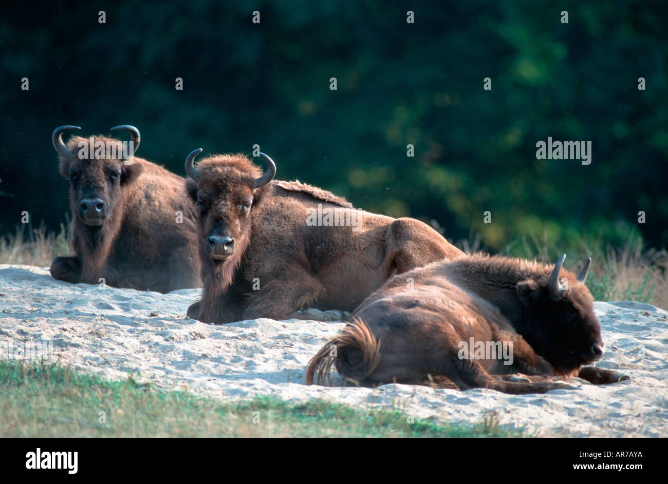European Bison, Wisent, Bison Bonasus Stock Photo - Alamy