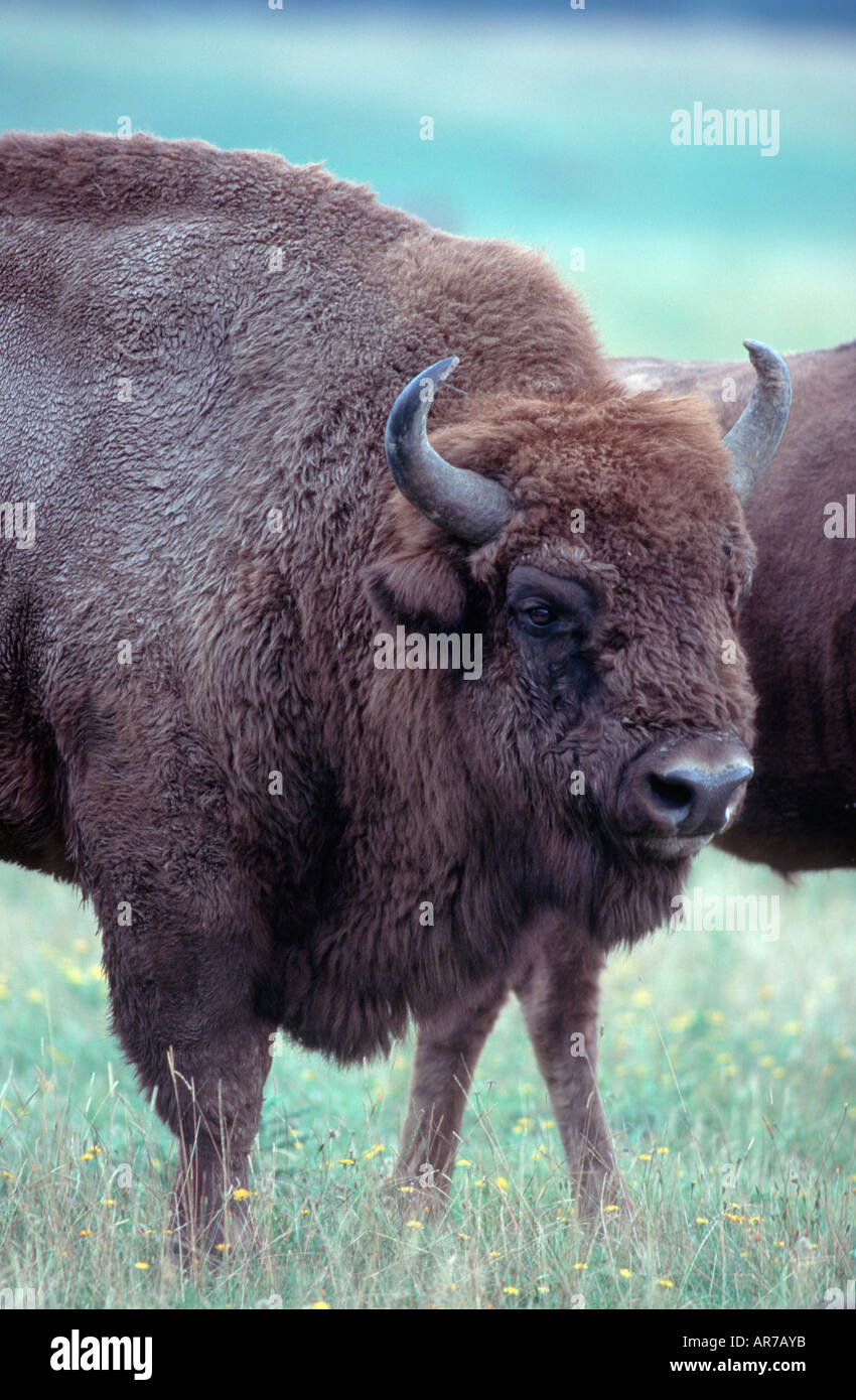 European Bison, Wisent, Bison Bonasus Stock Photo - Alamy
