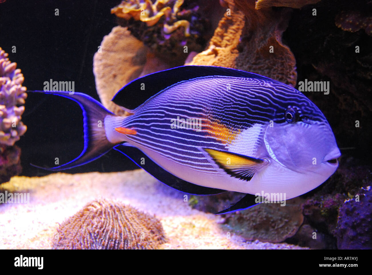 Tropical Blue Parrot Fish, Coral World Underwater Observatory and ...