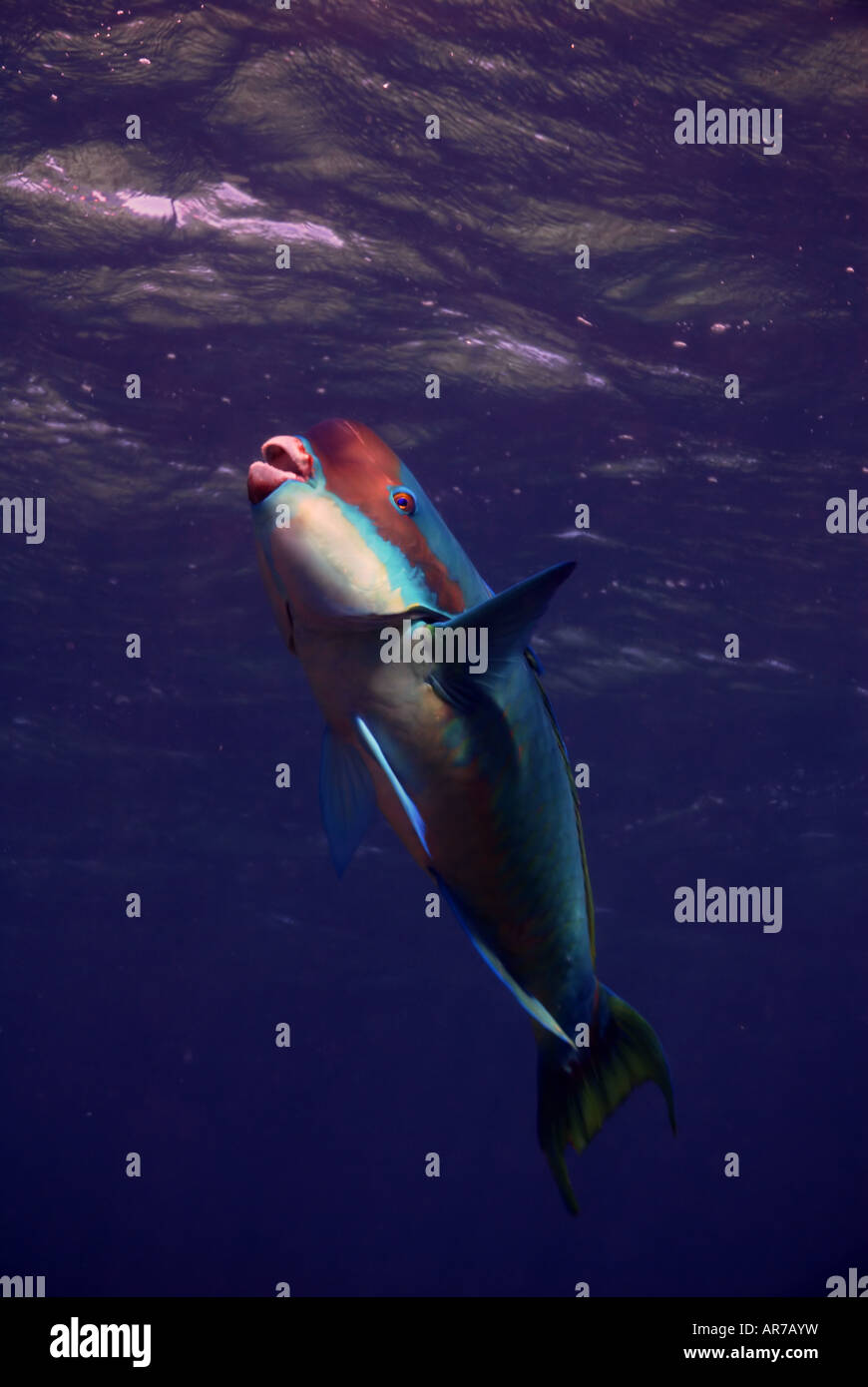Steephead parrotfish Scarus gibbus Rowley Shoals Marine Park Western ...