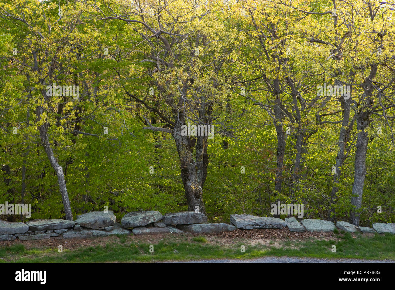 Stone wall new england forest hi-res stock photography and images - Alamy