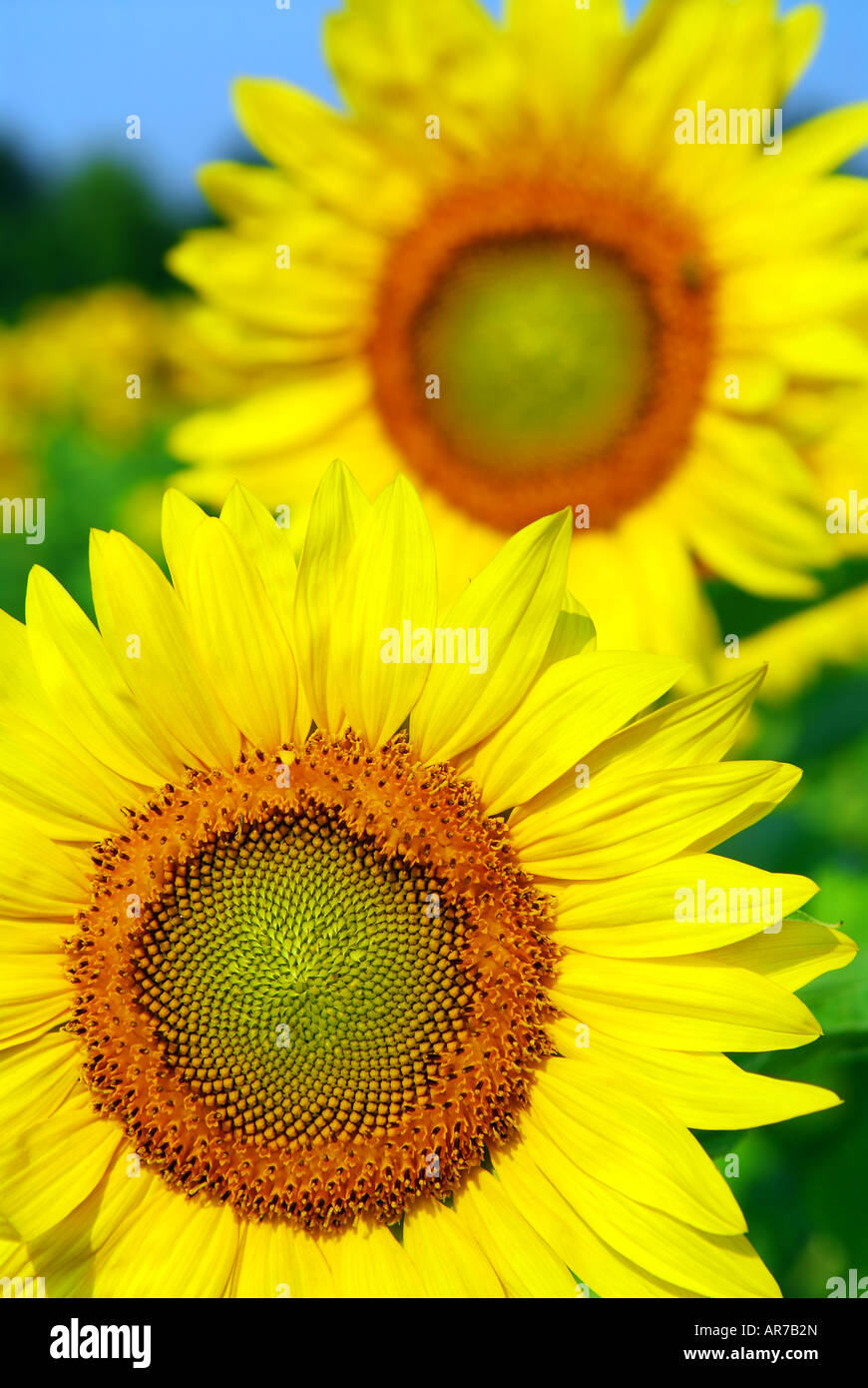 Close up on sunflowers in blooming sunflower field Stock Photo - Alamy