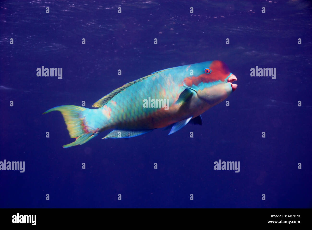 Indian ocean steephead parrotfish hi-res stock photography and images ...