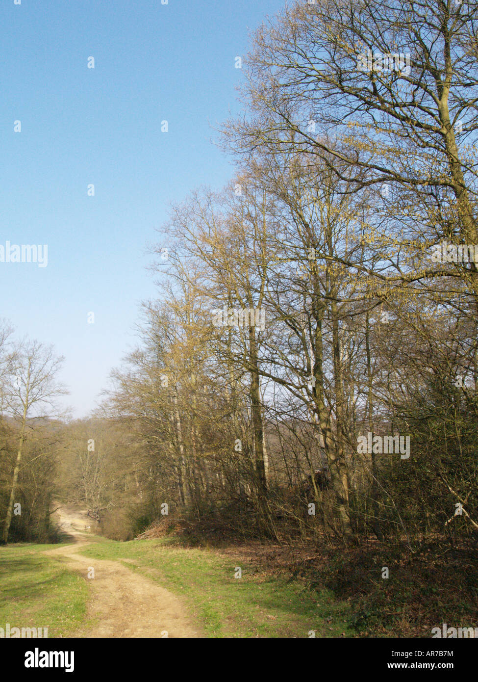 ancient tree winter path woodland epping forest Stock Photo - Alamy