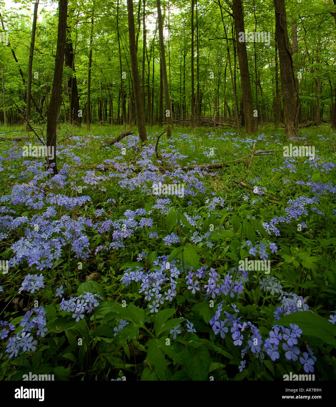 Prairie Flowers and Trees Stock Photo - Alamy