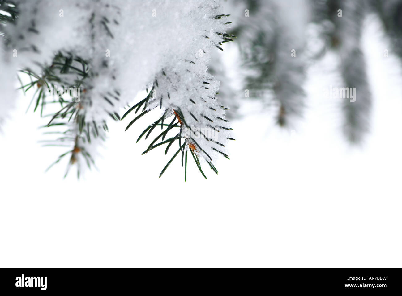 Branches of a winter spruce tree covered with fluffy snow isolated on ...