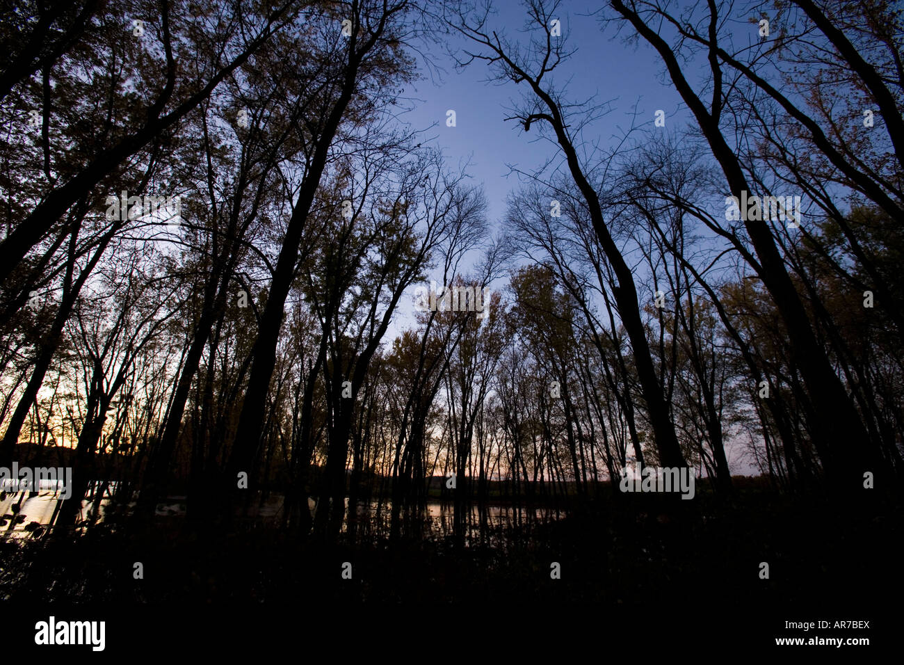 Silver maples hi-res stock photography and images - Alamy