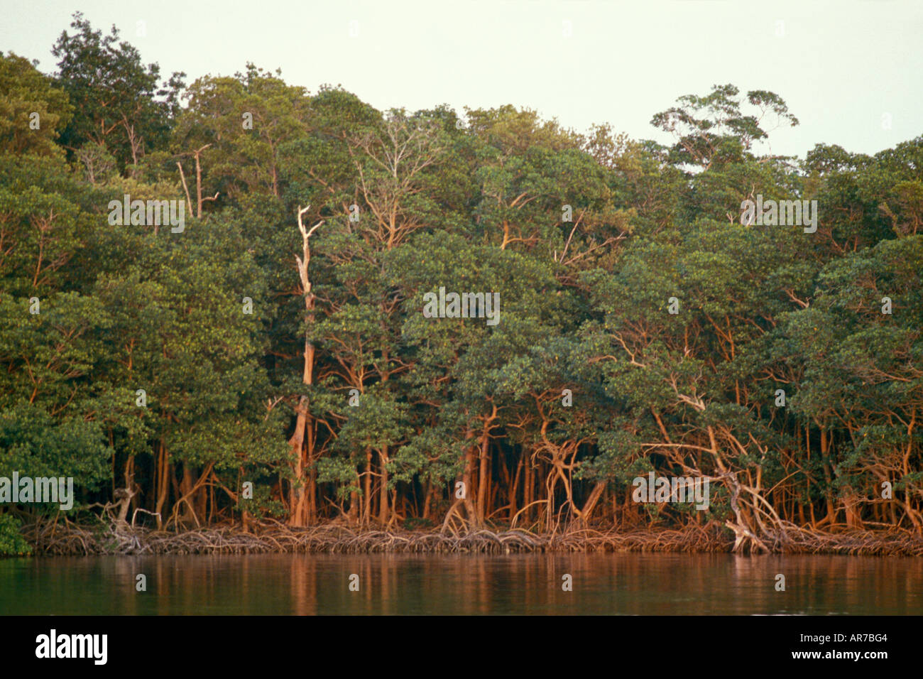 trees in the Amazon rainforest Ecuador South America Stock Photo - Alamy