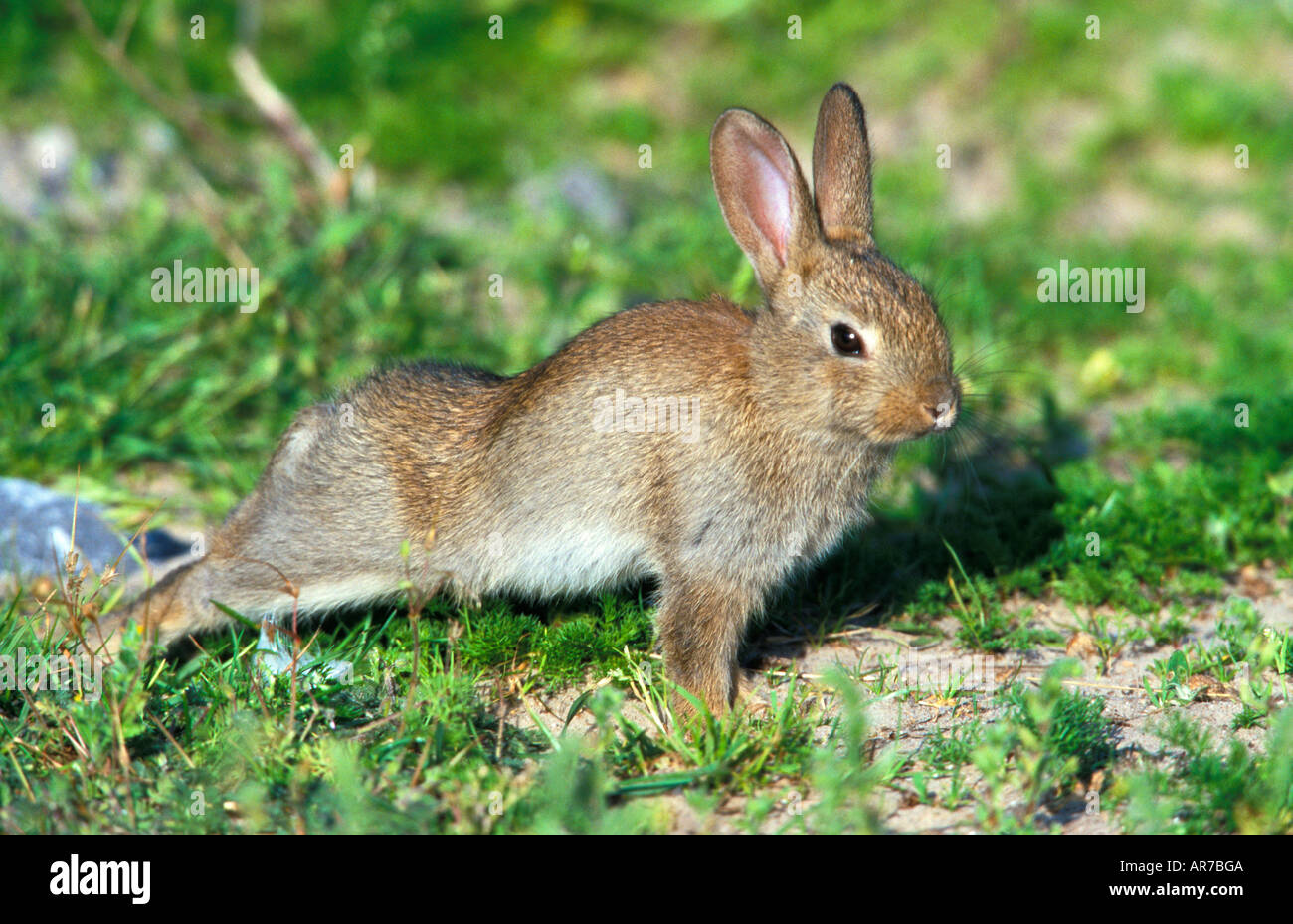 Keep rabbit hi-res stock photography and images - Alamy